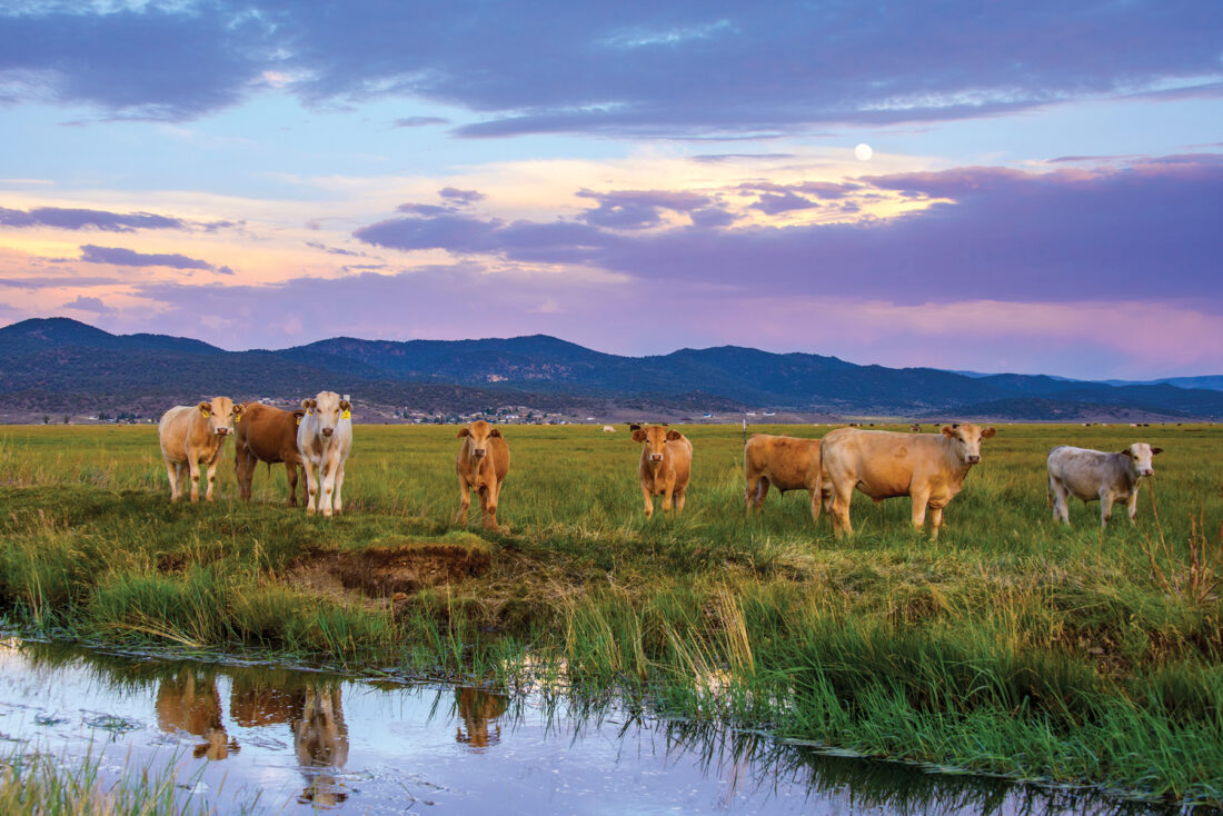 What is Forage? - Grit